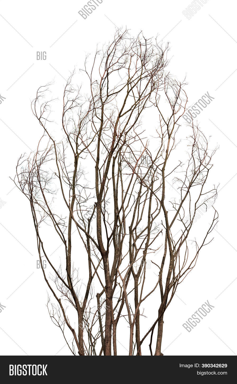 Bare Branches Tree Image & Photo (Free Trial) | Bigstock