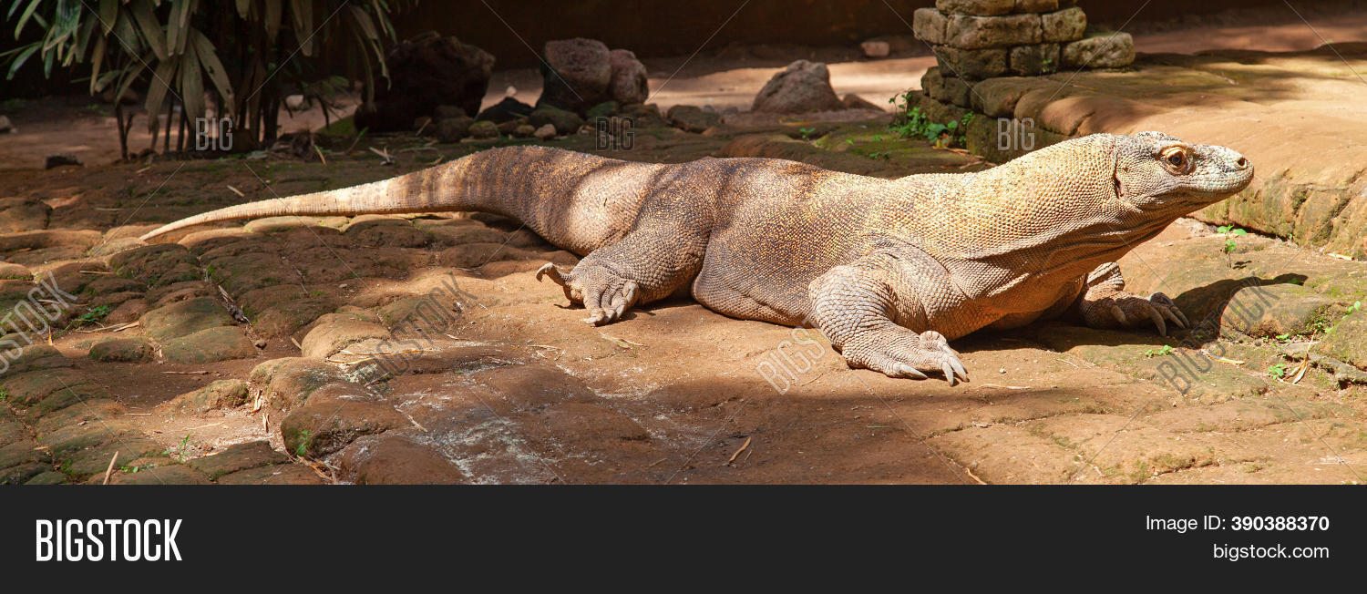 Worlds Largest Lizard