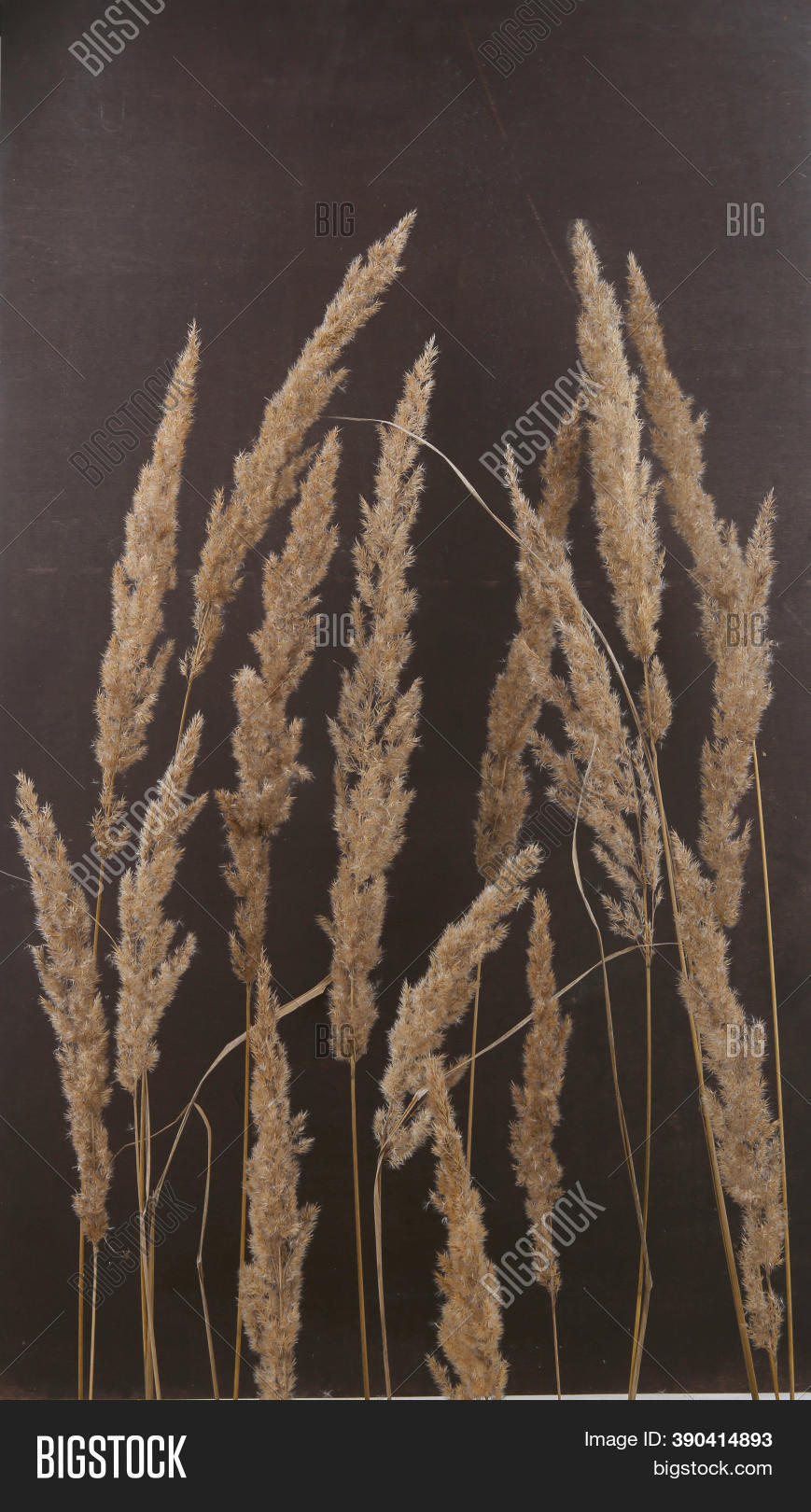 Dry Reeds Isolated On Image & Photo (Free Trial) | Bigstock