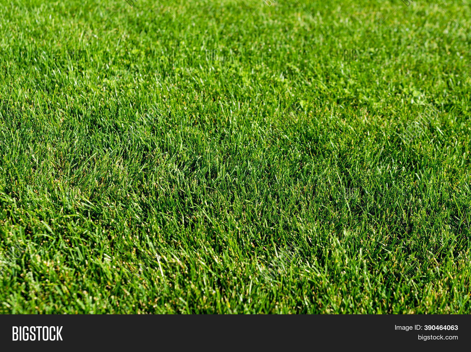 Green Grass Lawn Image & Photo (Free Trial) | Bigstock