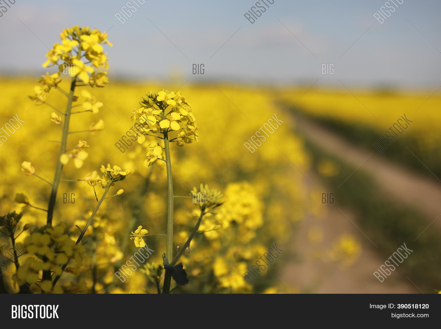 Yellow Rapeseed On Image & Photo (Free Trial) | Bigstock
