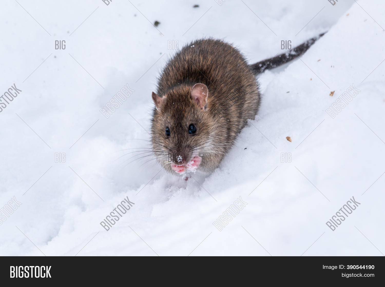 Brown Rat Eating Seeds Image & Photo (Free Trial) | Bigstock