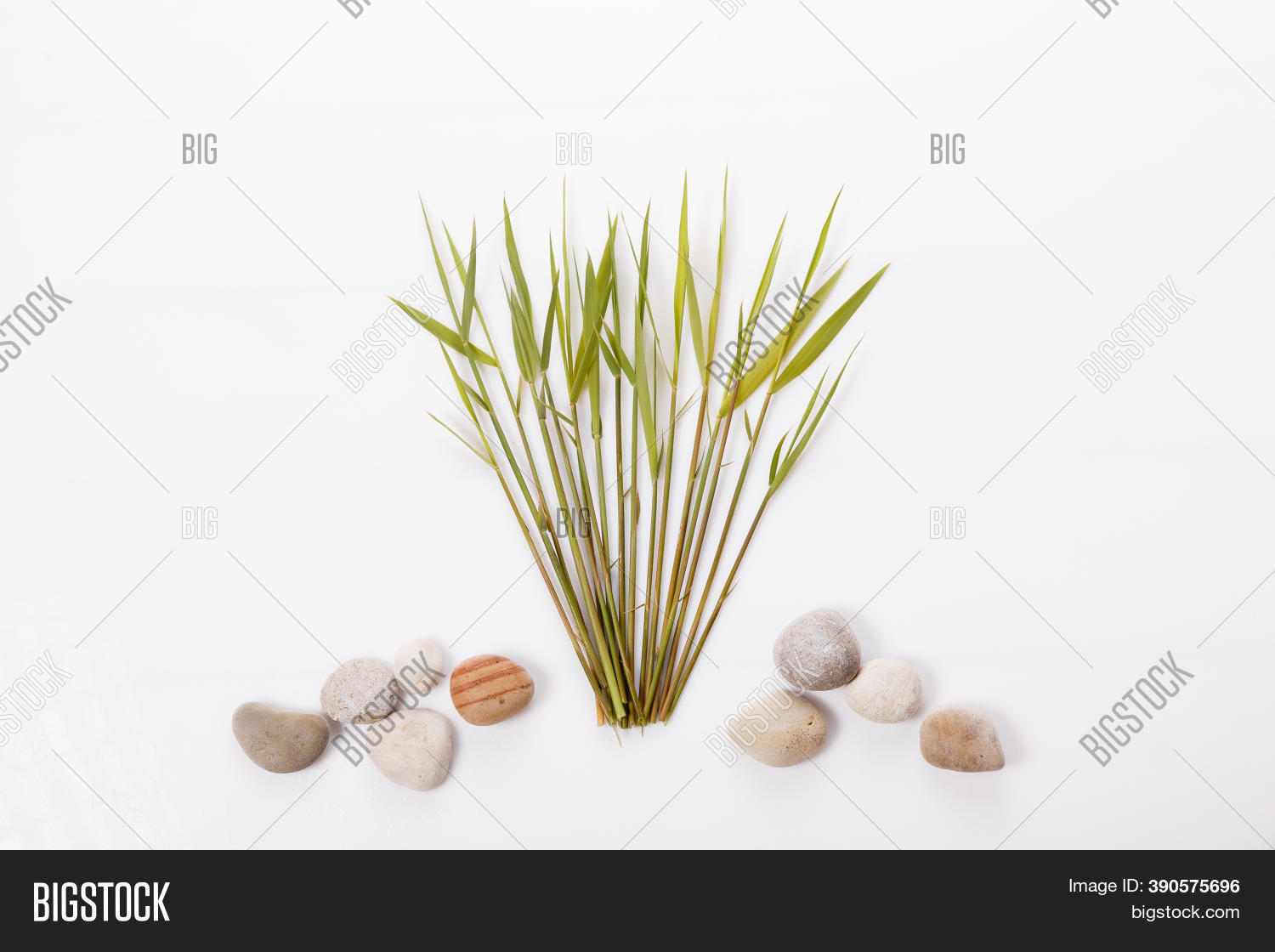 Common Reed Southern Image & Photo (Free Trial) | Bigstock