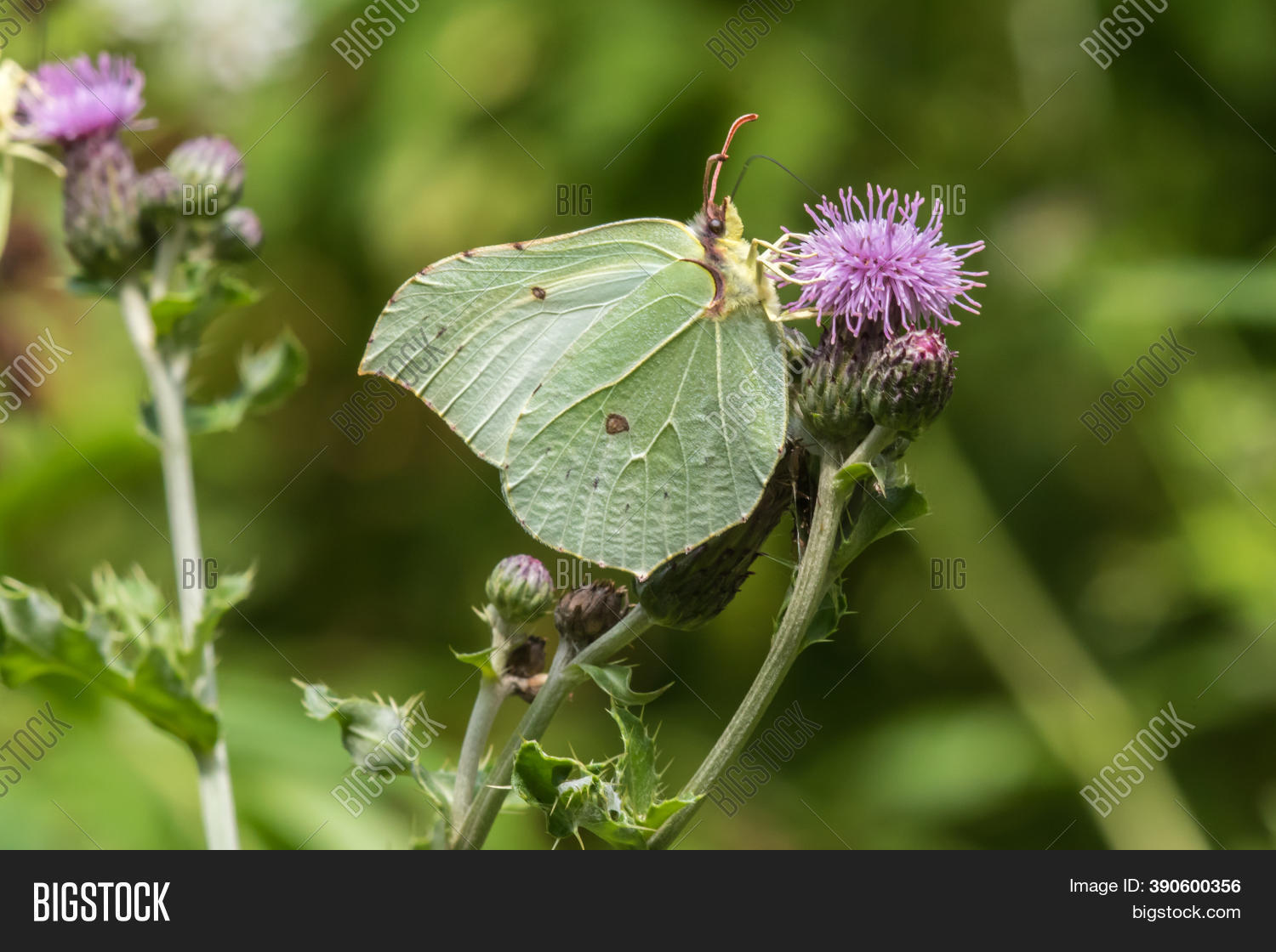 Common Brimstone ( Image & Photo (Free Trial) | Bigstock