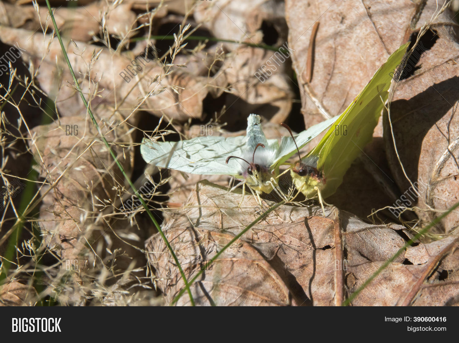 Common Brimstone ( Image & Photo (Free Trial) | Bigstock