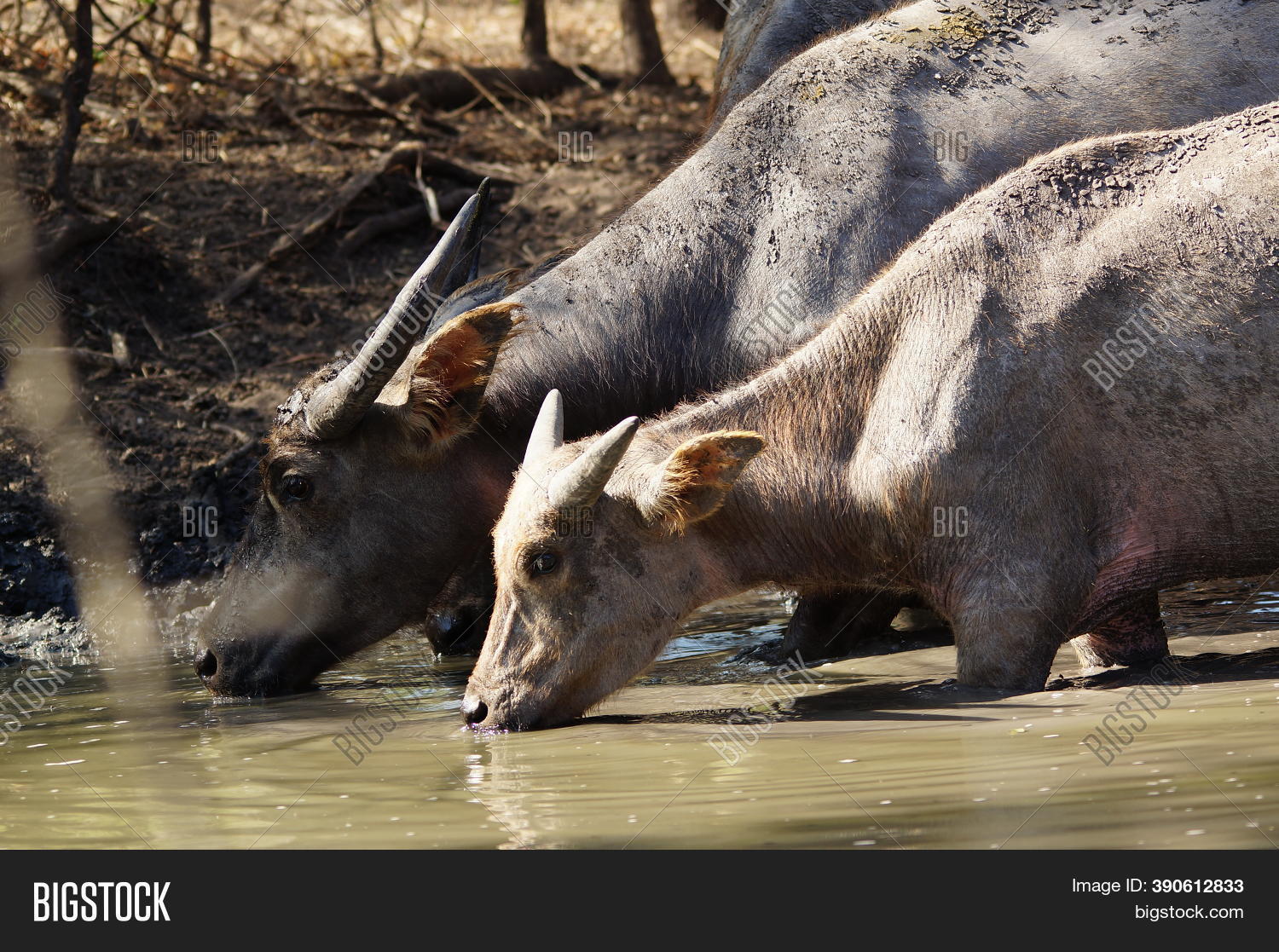 Water Buffalo (bubalus Image & Photo (Free Trial) | Bigstock