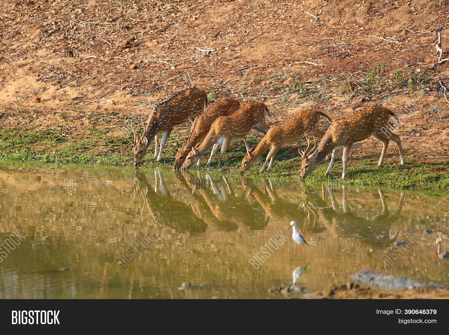 Chital Cheetal (axis Image & Photo (Free Trial) | Bigstock