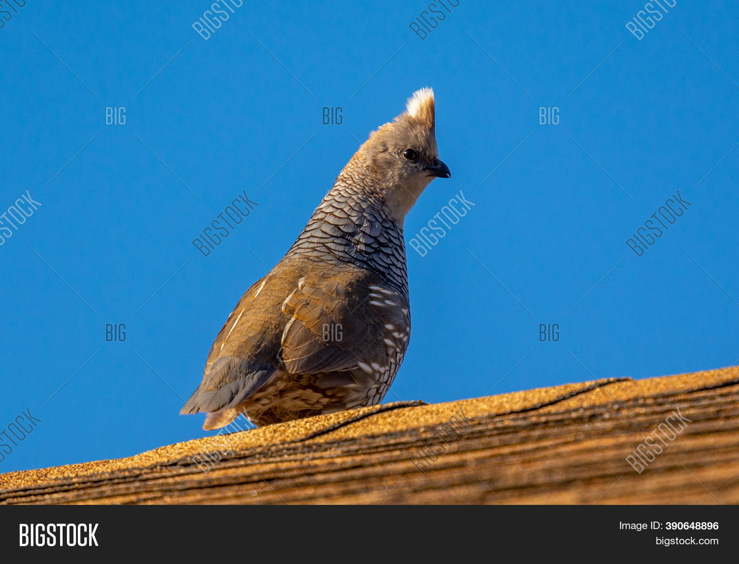 Beautiful Inquisitive Image & Photo (Free Trial) | Bigstock