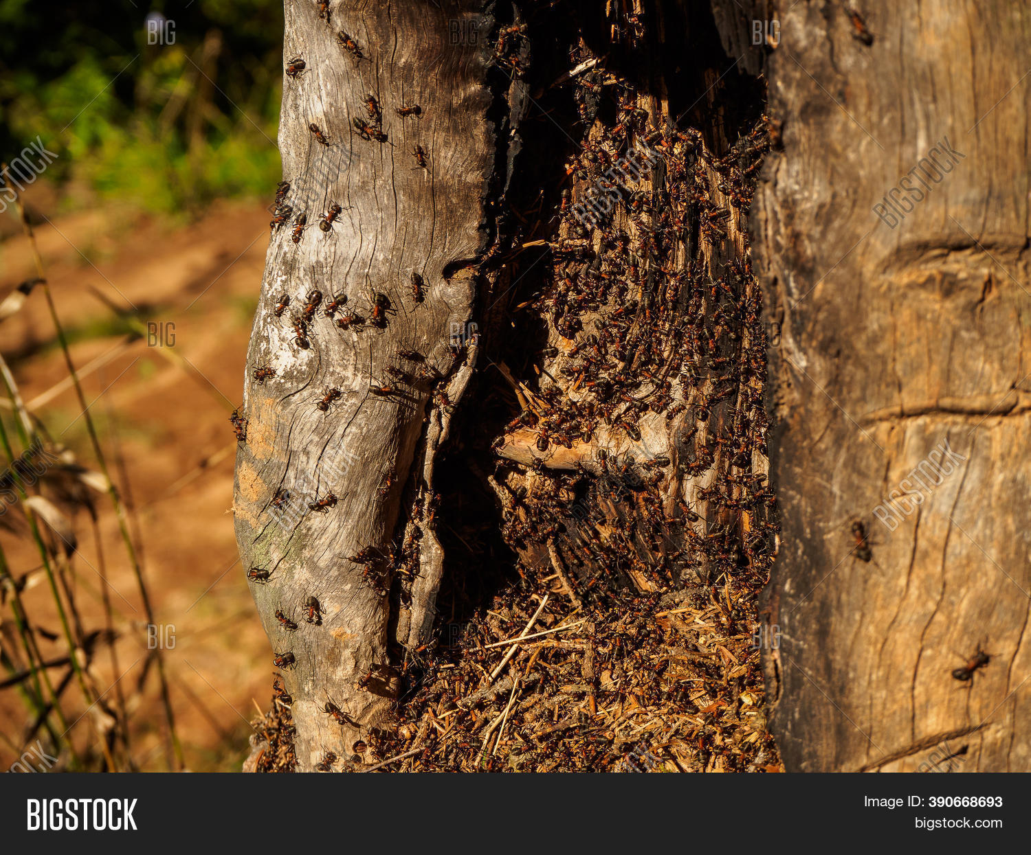 Ant Colony Forest Image & Photo (Free Trial) | Bigstock
