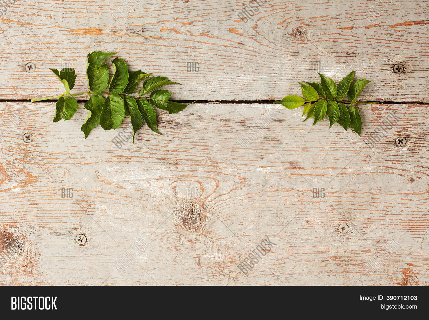 Two Branches Kampsis Image & Photo (Free Trial) | Bigstock