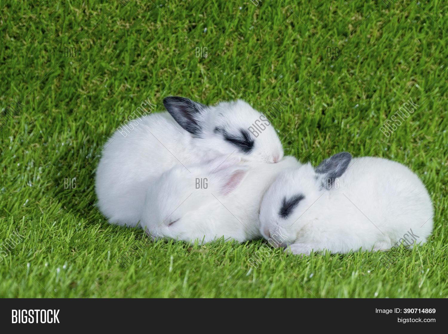 Group Three Adorable Image & Photo (Free Trial) | Bigstock
