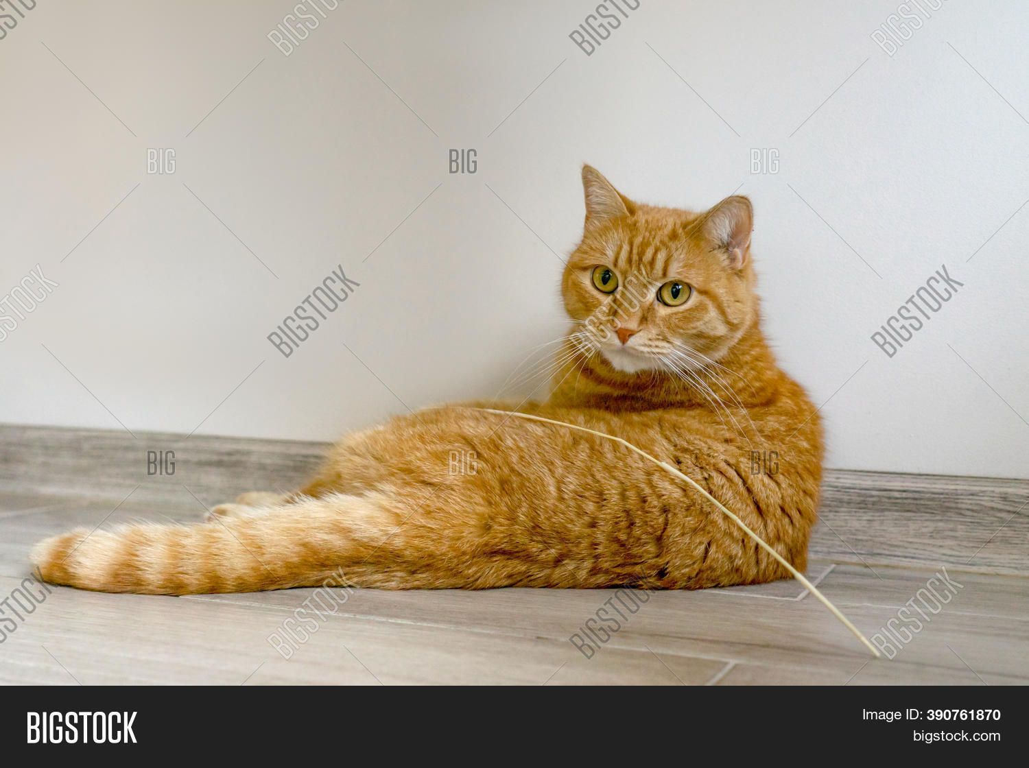 Close- Portrait Ginger Image & Photo (Free Trial) | Bigstock