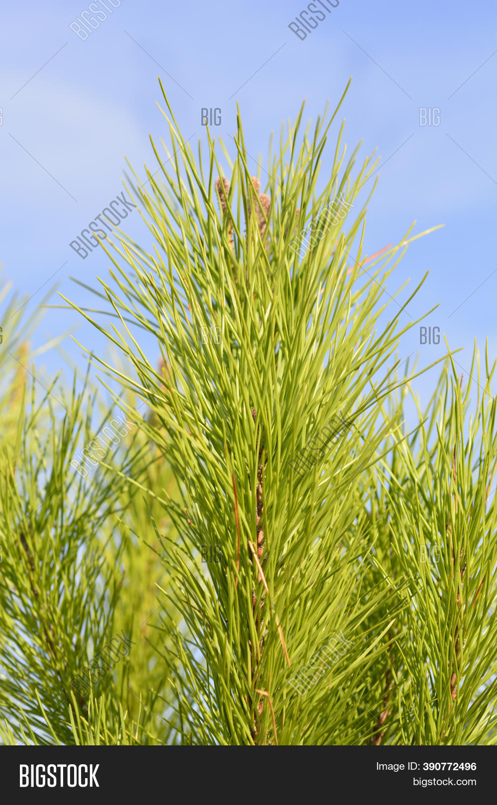 Italian Stone Pine - Image & Photo (Free Trial) | Bigstock