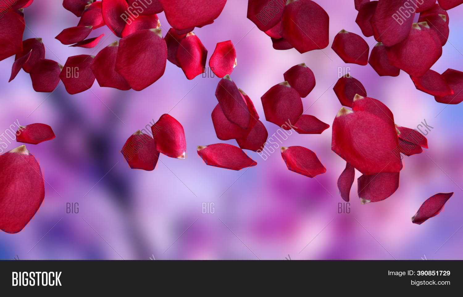 Rose Petals Falling Image & Photo (Free Trial) | Bigstock