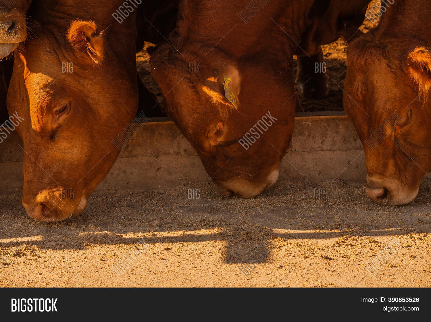 Limousine Bulls On Image & Photo (Free Trial) | Bigstock