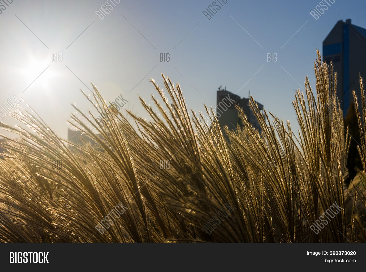 Chinese Silver Grass, Image & Photo (Free Trial) | Bigstock