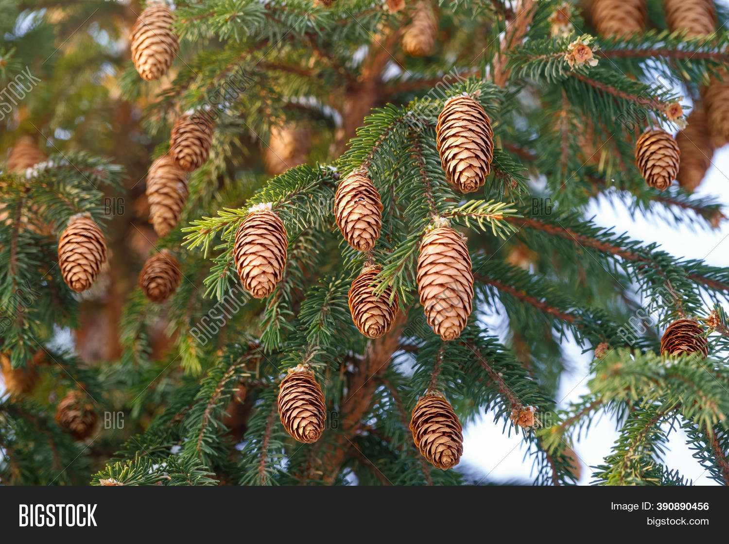 Green Spruce Branches Image & Photo (Free Trial) | Bigstock