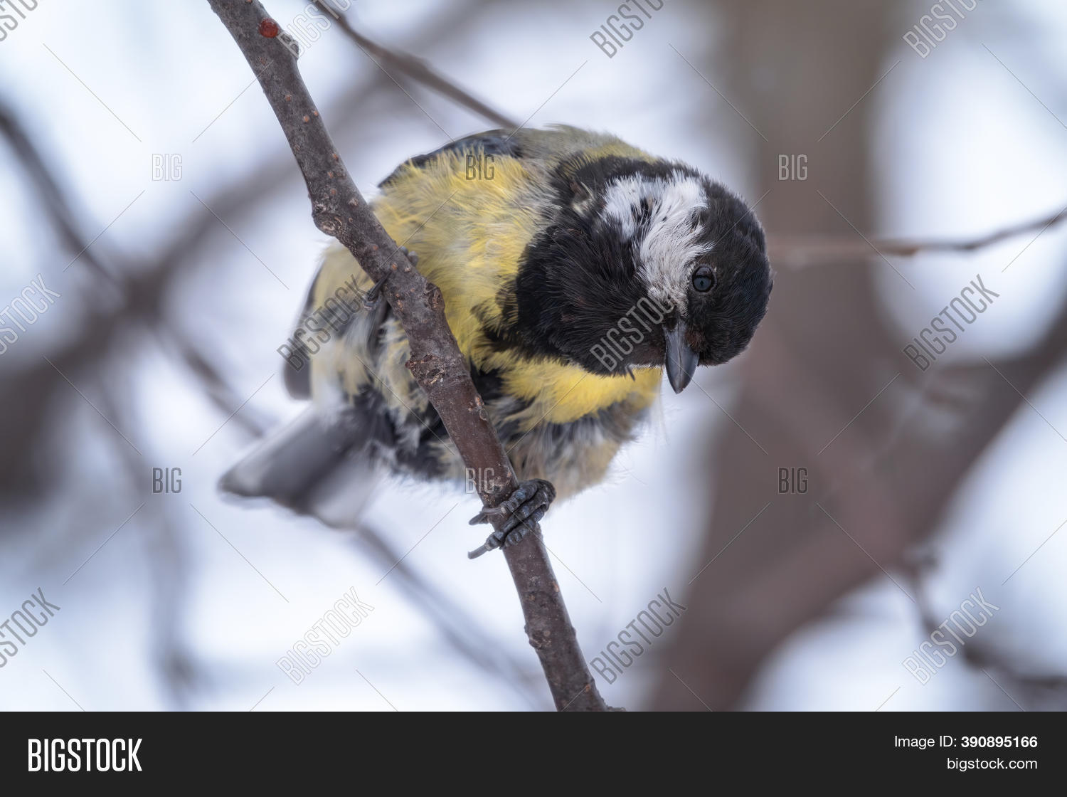 Cute Bird Great Tit, Image & Photo (Free Trial) | Bigstock
