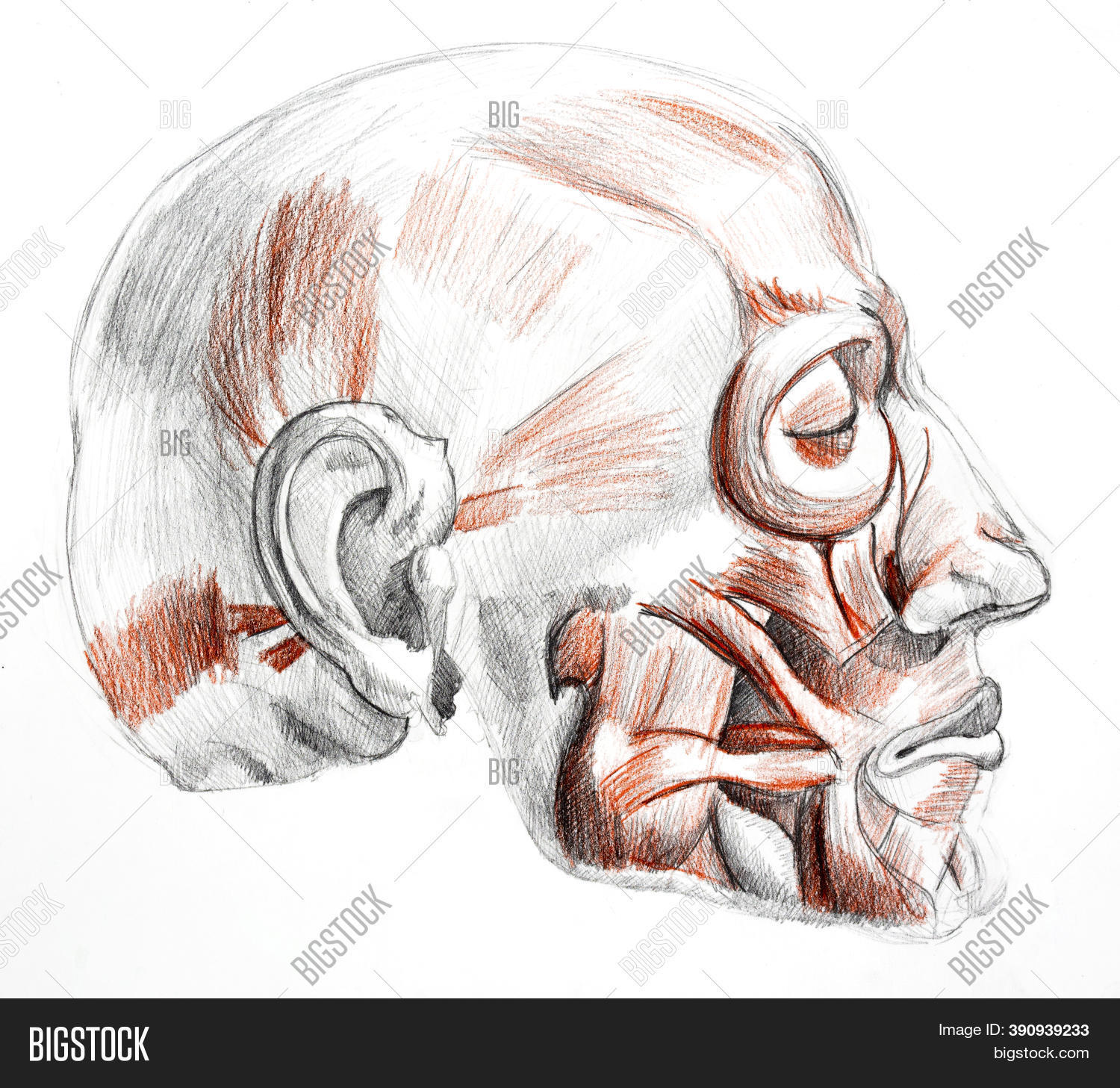 Faces Muscles Painting Image & Photo (Free Trial) | Bigstock