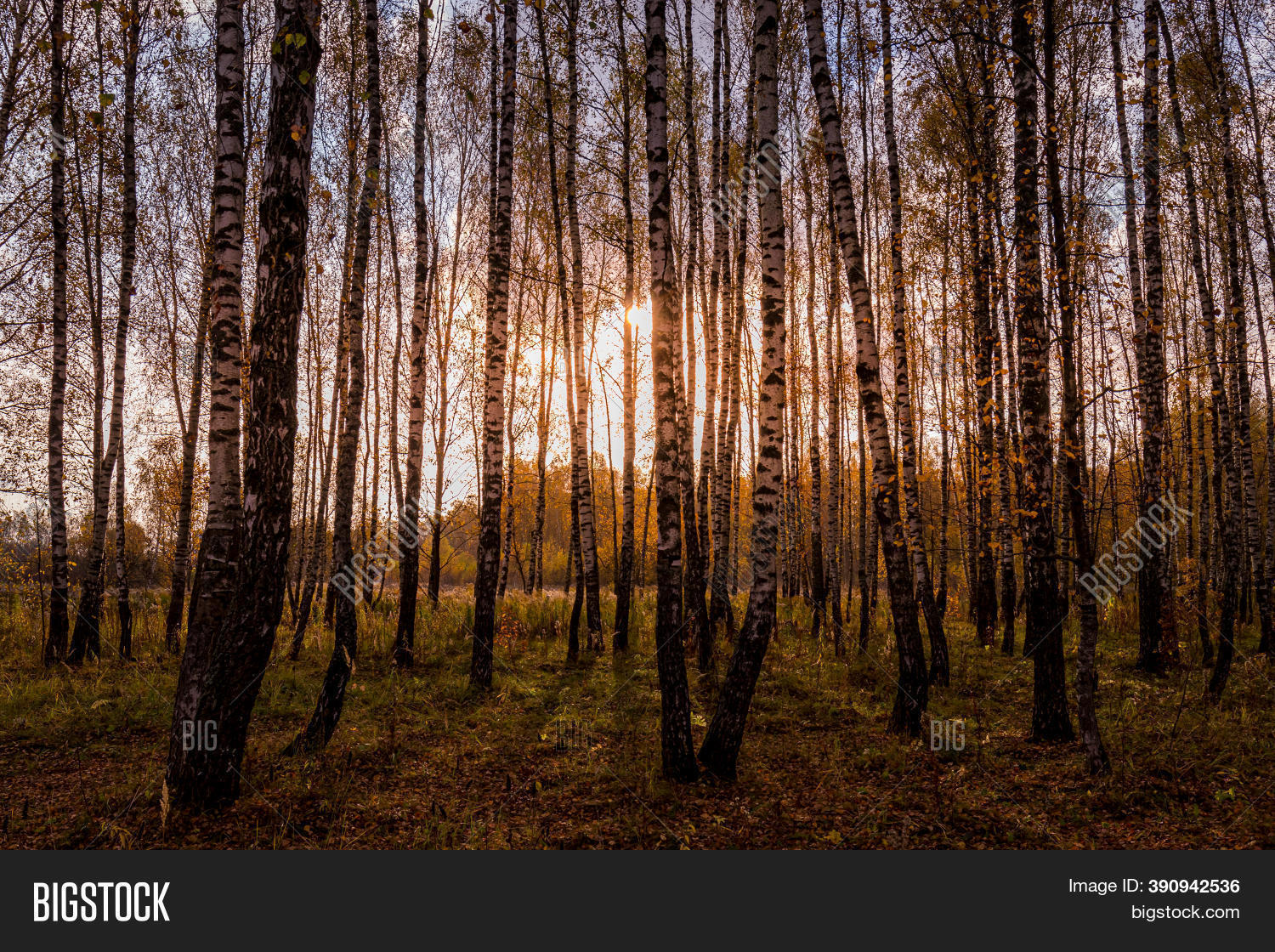 Sunset Autumn Birch Image & Photo (Free Trial) | Bigstock