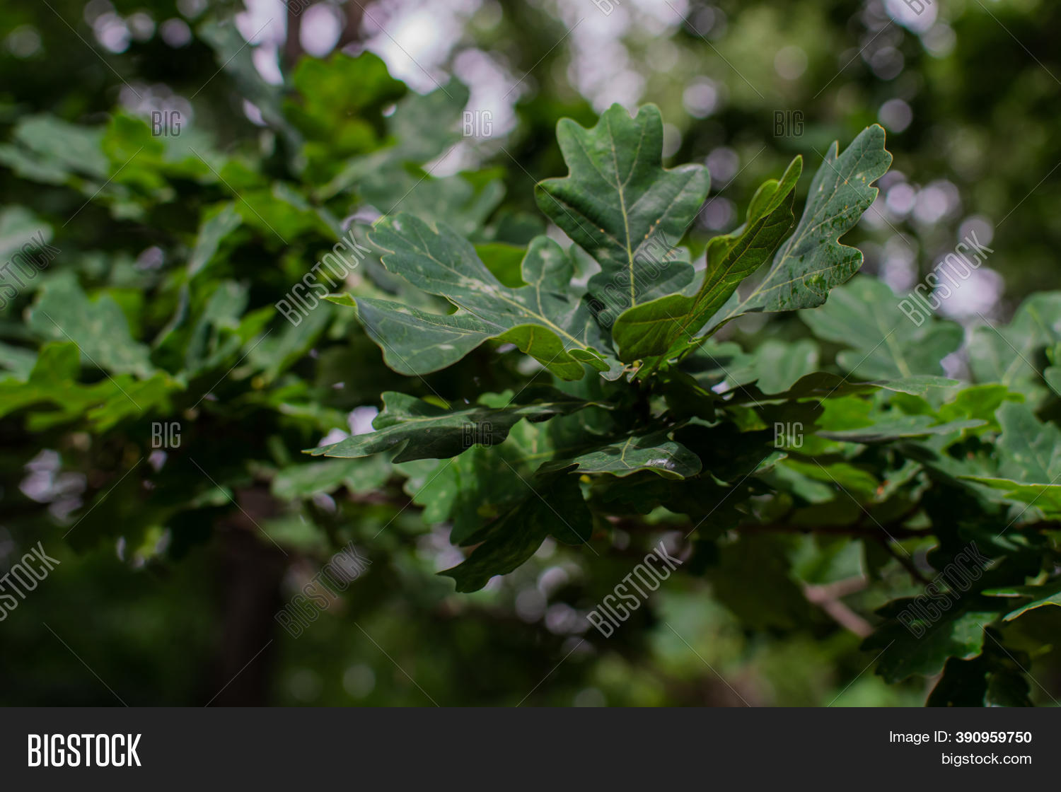 Sick Oak Leaves. Green Image & Photo (Free Trial) | Bigstock