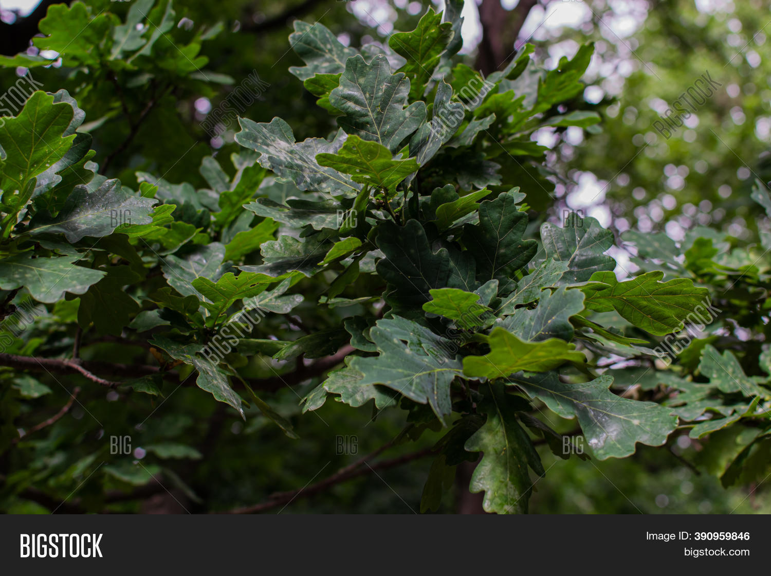 Sick Oak Leaves. Green Image & Photo (Free Trial) | Bigstock