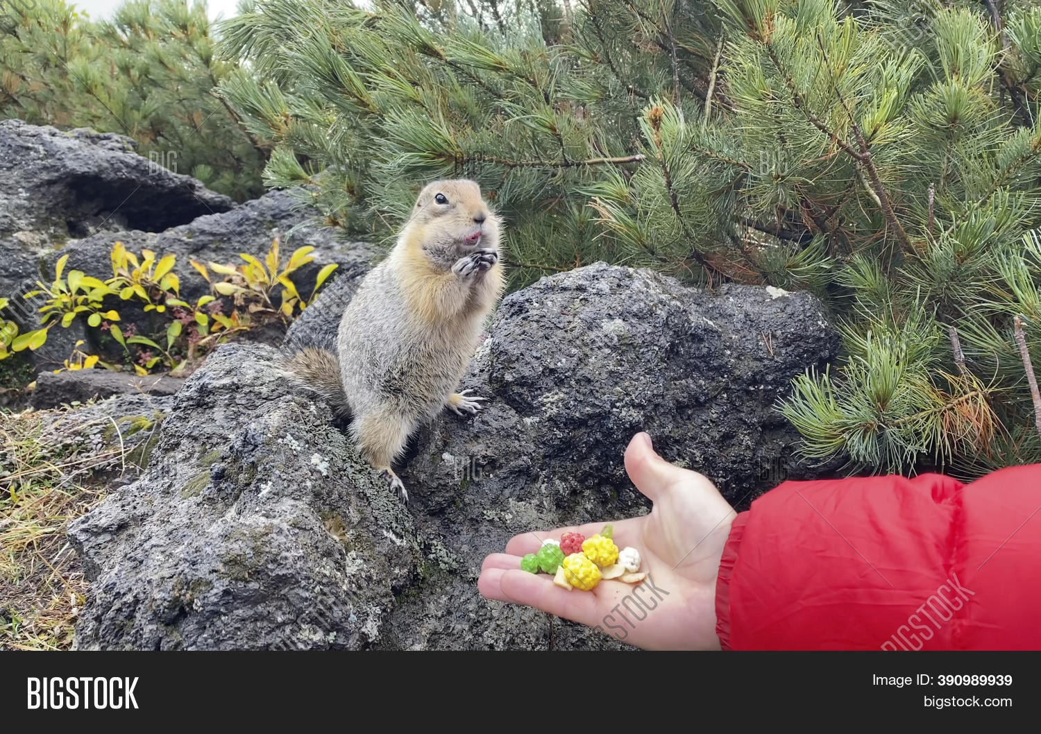 Cute Funny Gophers Image & Photo (Free Trial) | Bigstock