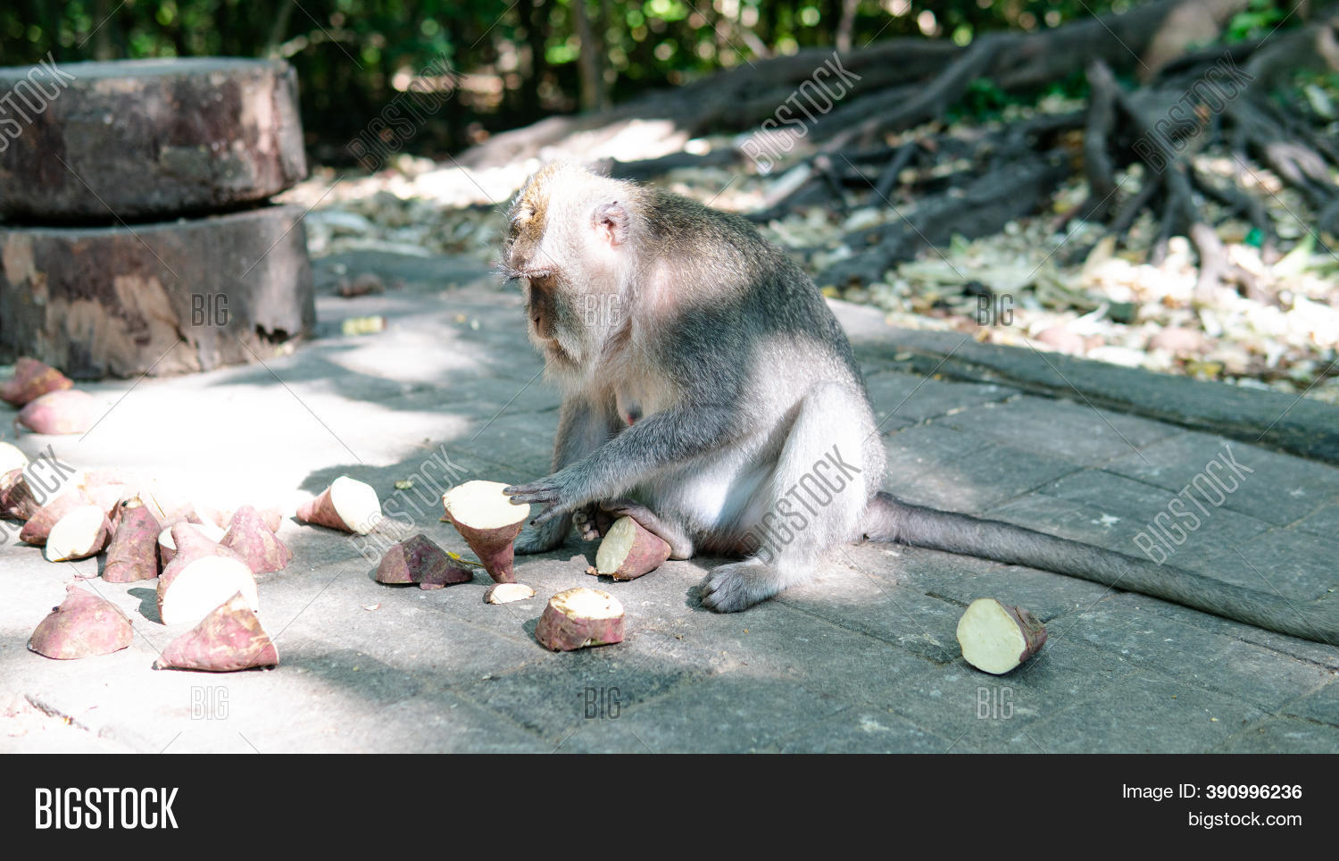 .behavior Monkeys Image & Photo (Free Trial) | Bigstock