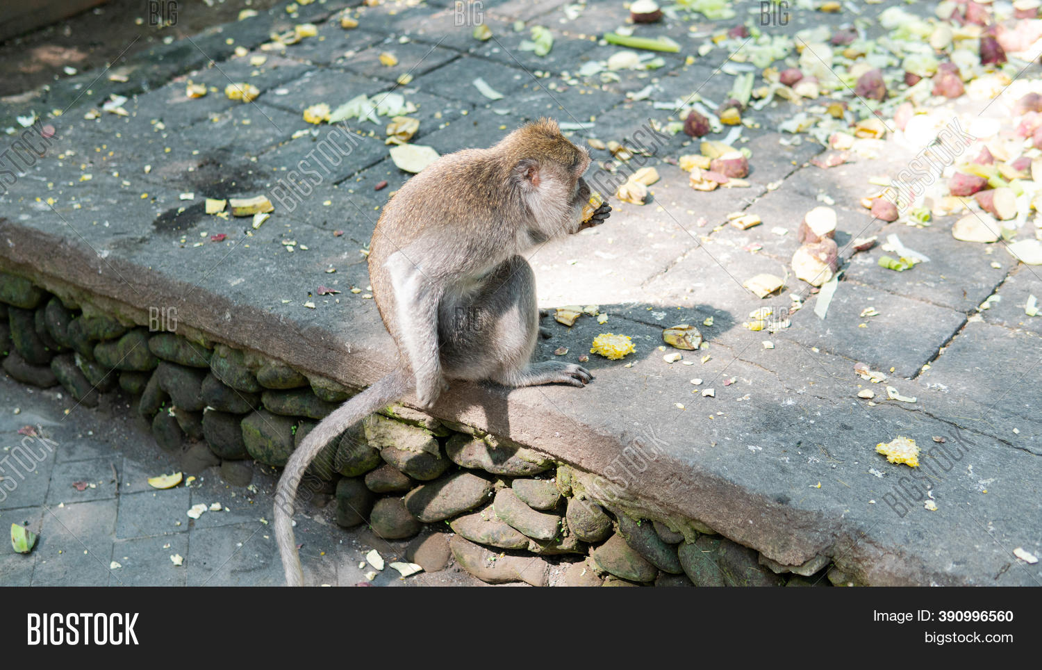 .behavior Monkeys Image & Photo (Free Trial) | Bigstock