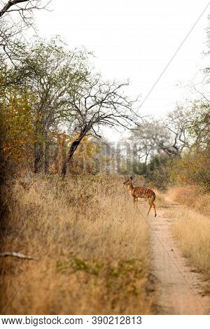 Female Ewe Nyala Buck Image & Photo (Free Trial) | Bigstock