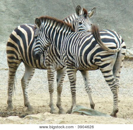 Zebra Mating Images, Illustrations & Vectors (Free) - Bigstock