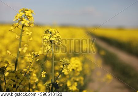 Yellow Rapeseed On Image & Photo (Free Trial) | Bigstock