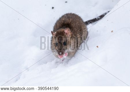 Brown Rat Eating Seeds Image & Photo (Free Trial) | Bigstock
