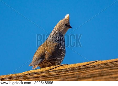 Beautiful Inquisitive Image & Photo (Free Trial) | Bigstock