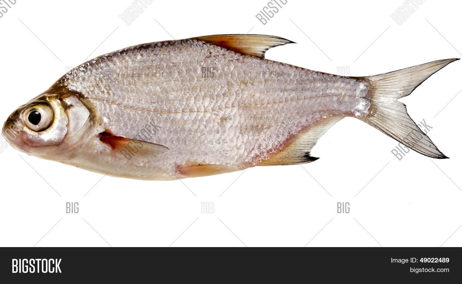 Fresh Bream Fish Image & Photo (Free Trial) | Bigstock