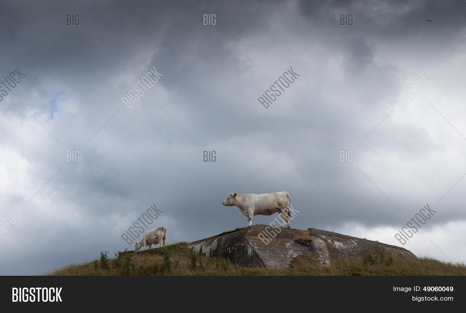 Cows Waiting On Rock Image & Photo (Free Trial) | Bigstock