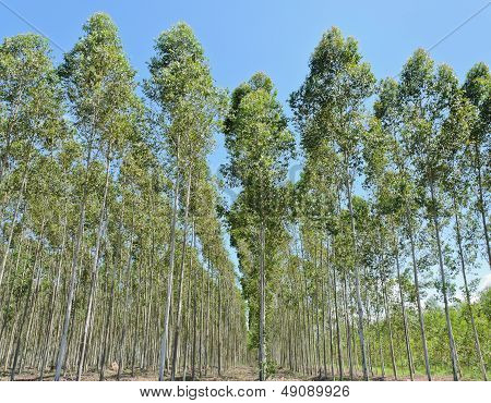 Eucalyptus Plantation Image & Photo (Free Trial) | Bigstock