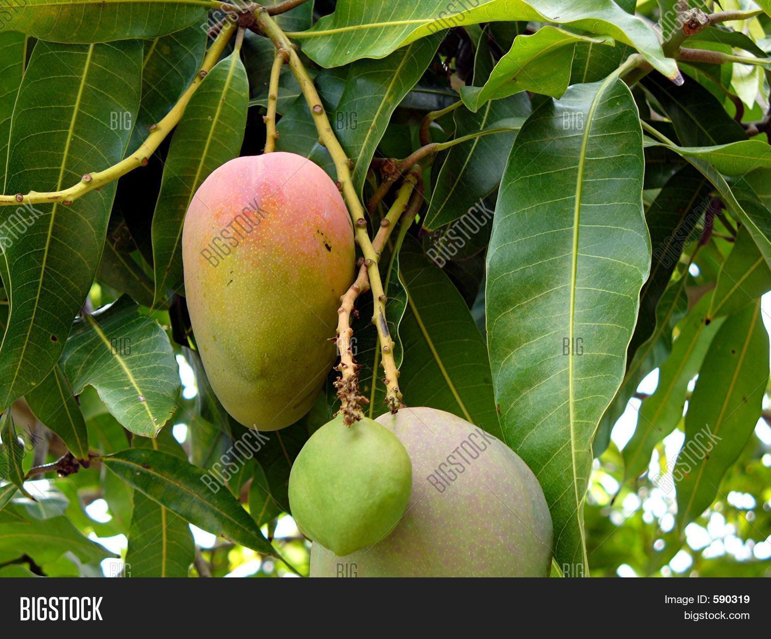 Ripe Mango Image & Photo (Free Trial) | Bigstock