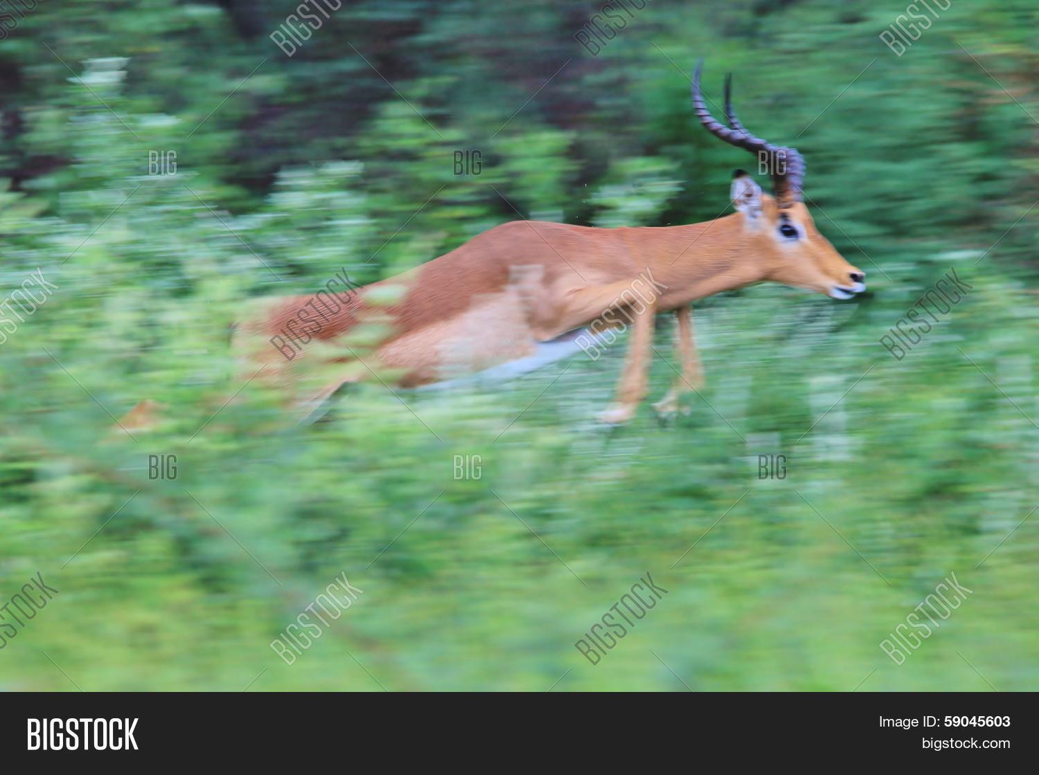 Impala - Wildlife Image & Photo (Free Trial) | Bigstock