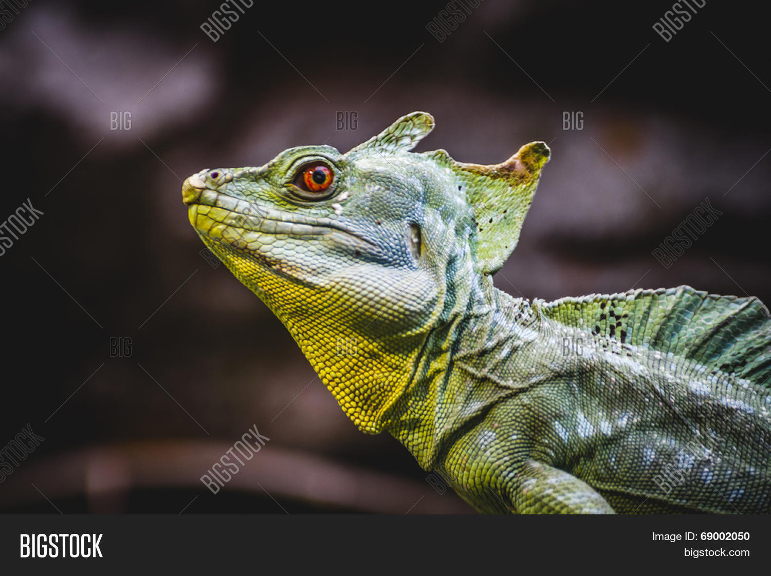 Scaly Lizard Skin Image & Photo (Free Trial) | Bigstock