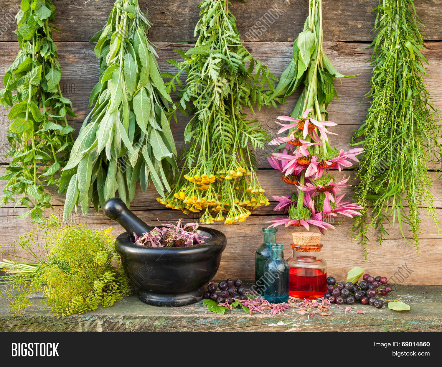 Bunches Healing Herbs Image & Photo (Free Trial) | Bigstock