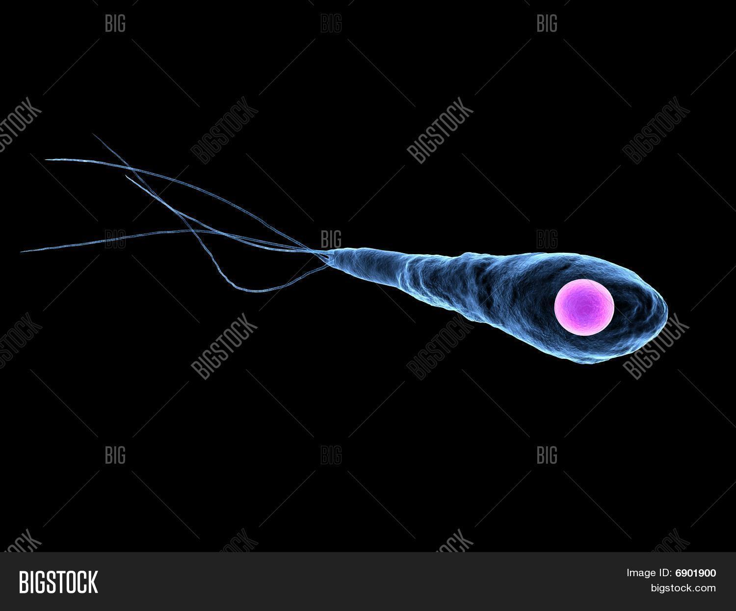 Tetanus Bacteria Image & Photo (Free Trial) | Bigstock