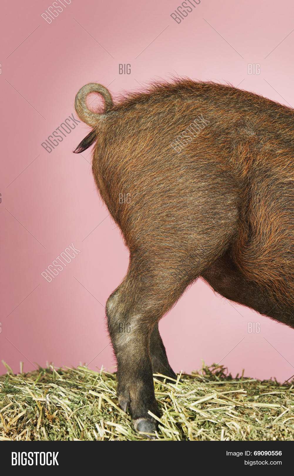 Side View Rear End Pig Image & Photo (Free Trial) | Bigstock