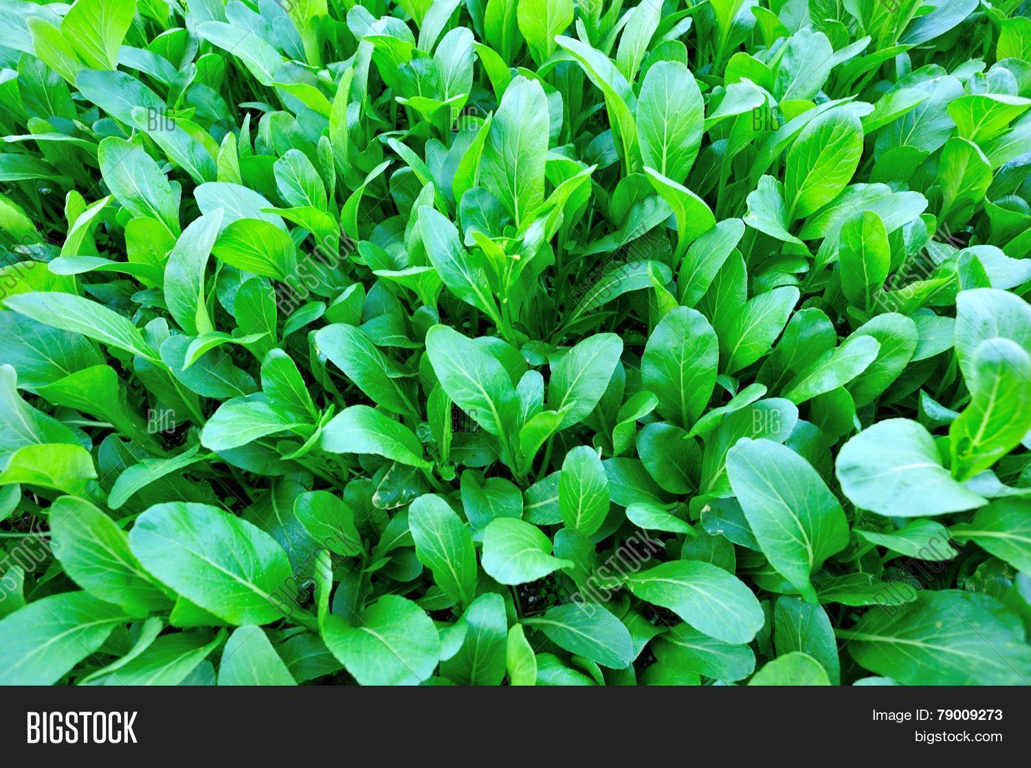 Green Choy Sum Growth Image & Photo (Free Trial) | Bigstock