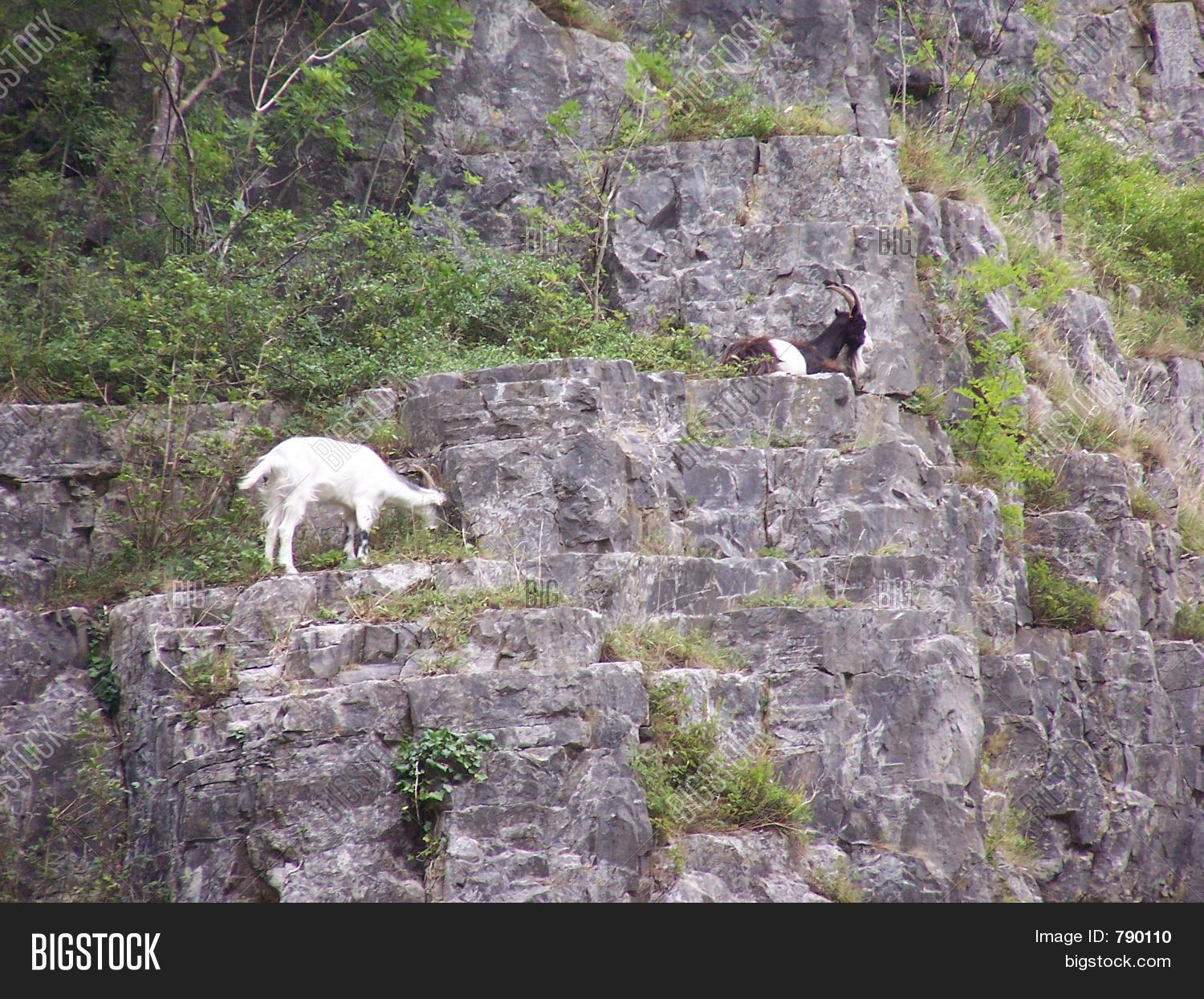 Rocks & Goats Image & Photo (Free Trial) | Bigstock