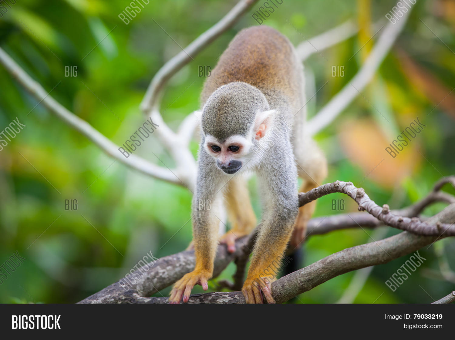Squirrel Monkey Image & Photo (Free Trial) | Bigstock