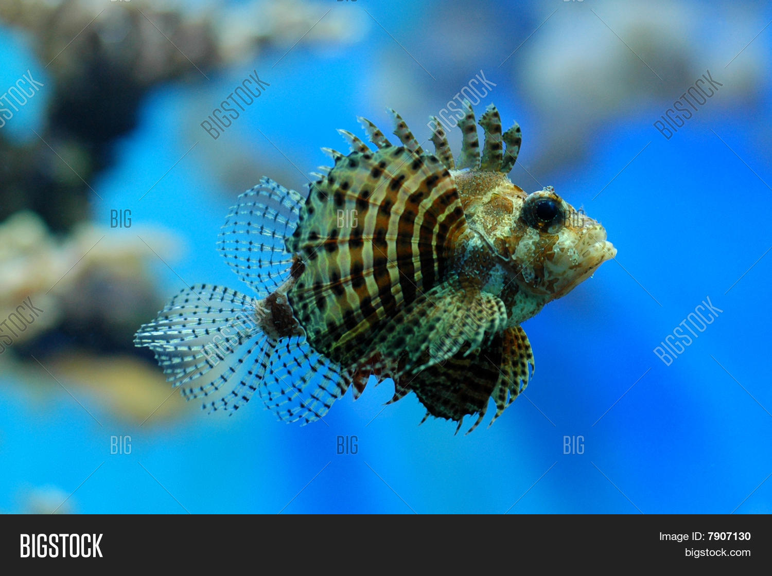 Scary Fish Image & Photo (Free Trial) | Bigstock