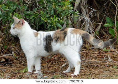 White Spotted Cat Image & Photo (Free Trial) | Bigstock