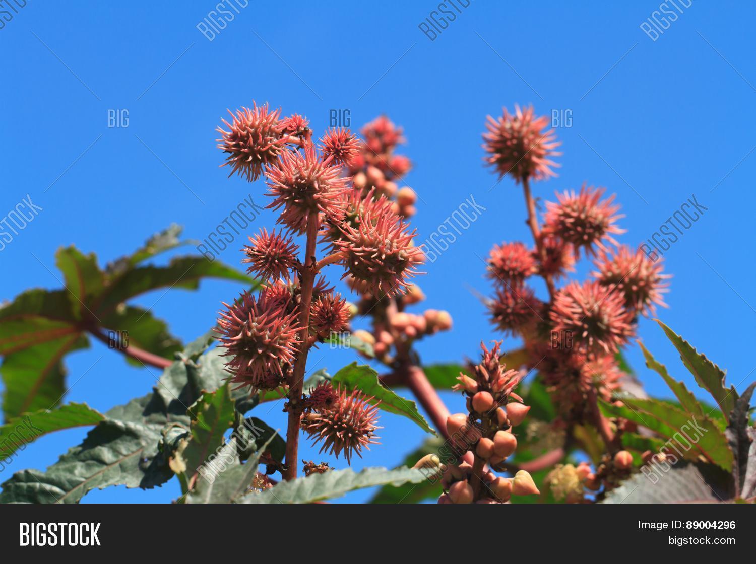 Castor Oil Plants Image & Photo (Free Trial) | Bigstock