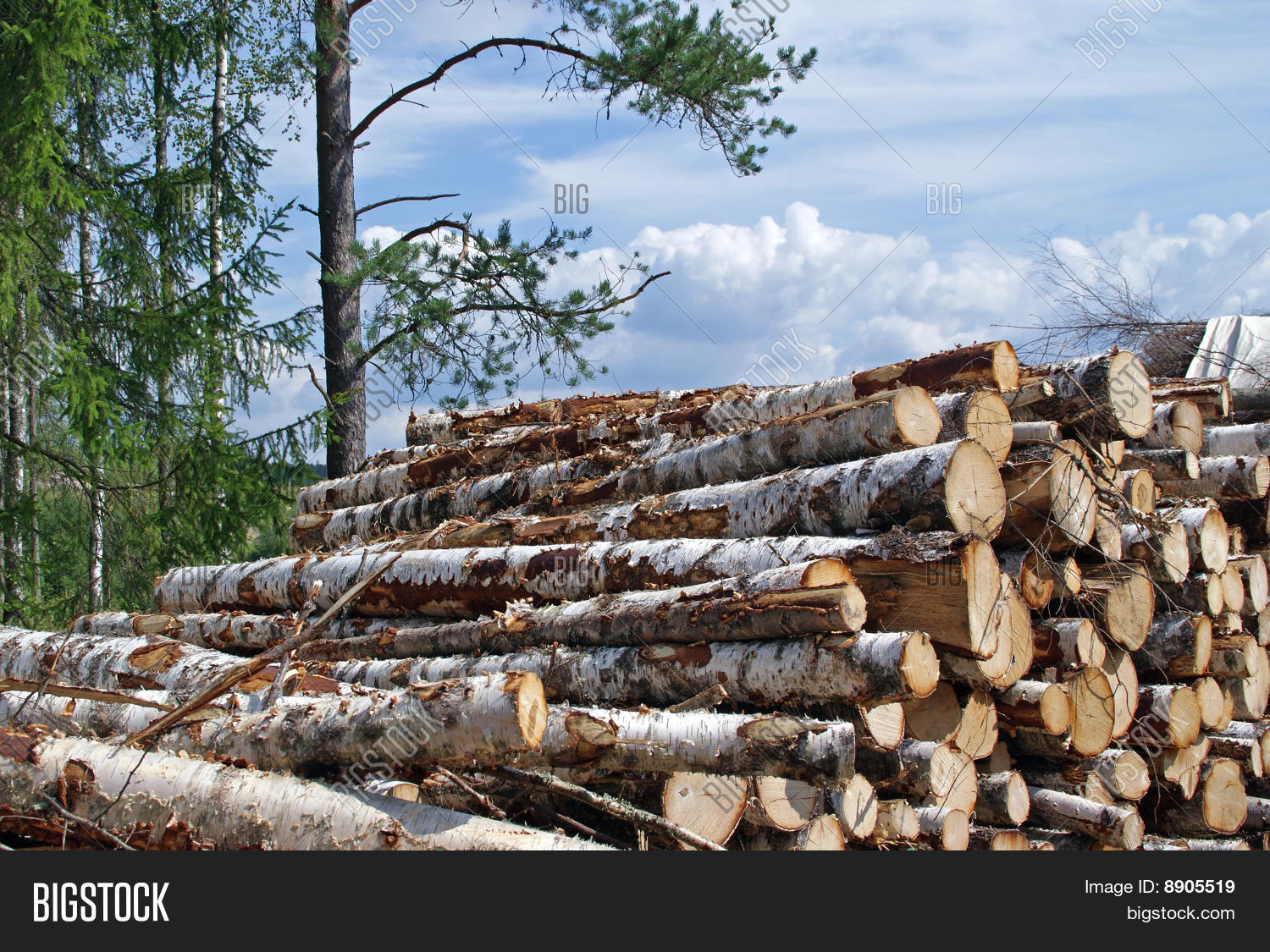 Birch Wood Logs Edge Image & Photo (Free Trial) | Bigstock